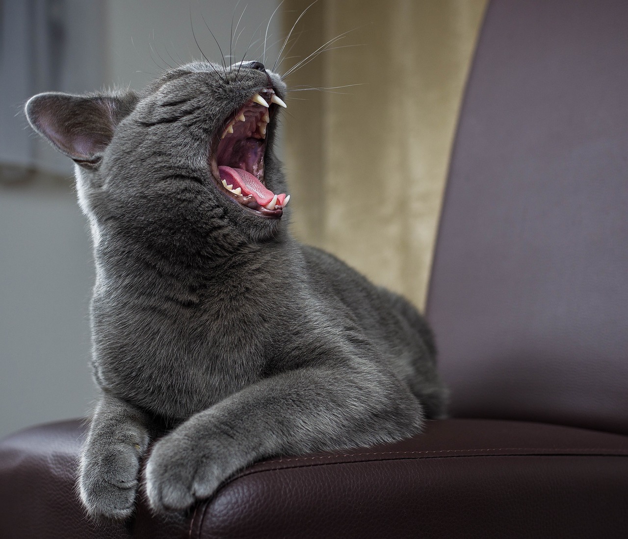 FORL in cats, how can I support with CBD?