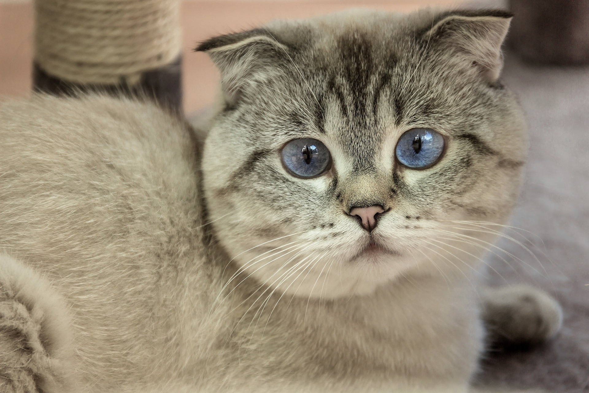 OCD in Scottish Fold cats, can CBD help?